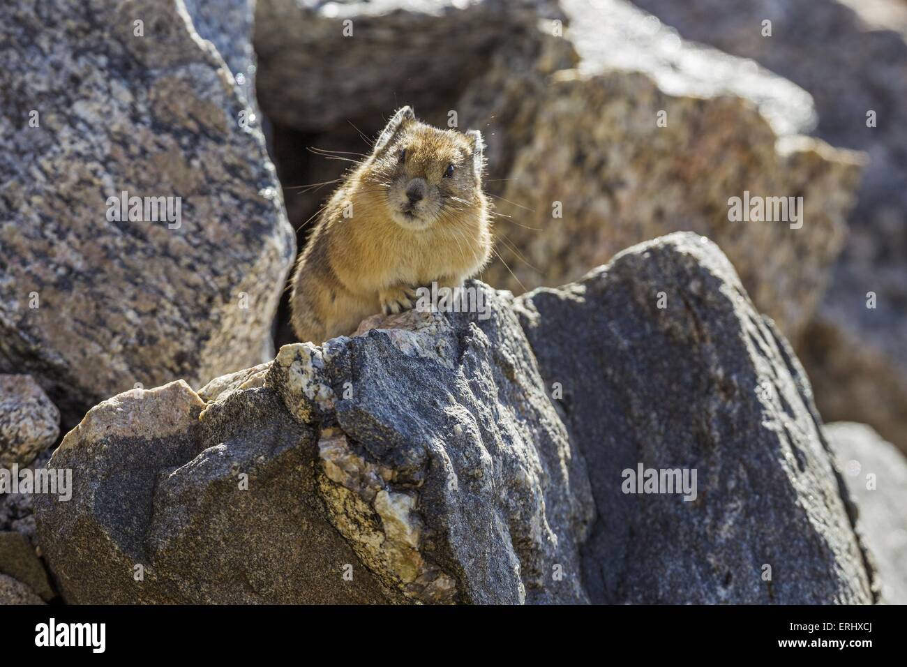 American pikas hi-res stock photography and images - Alamy