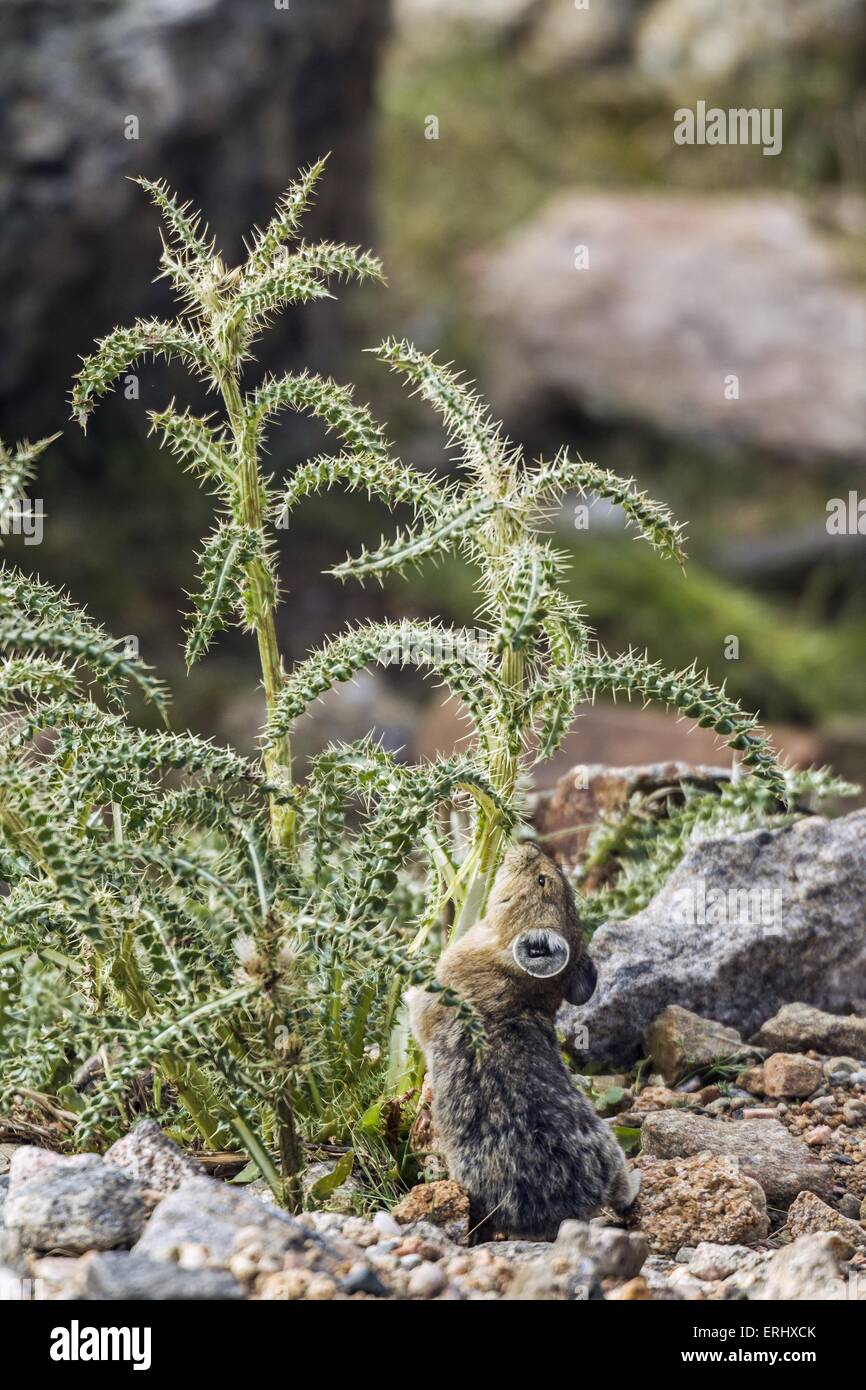 American pika food hi-res stock photography and images - Alamy