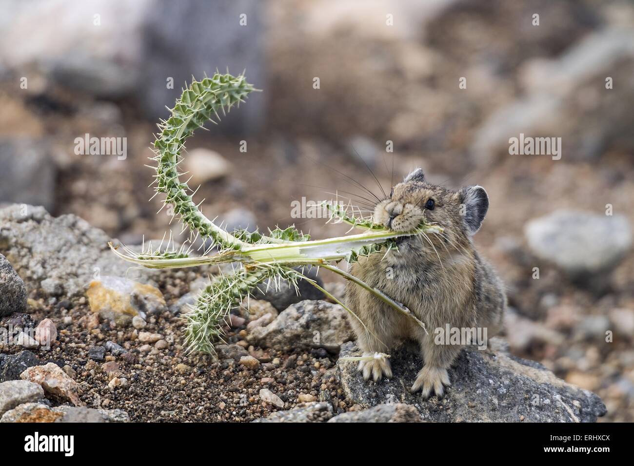 American pika food hi-res stock photography and images - Alamy
