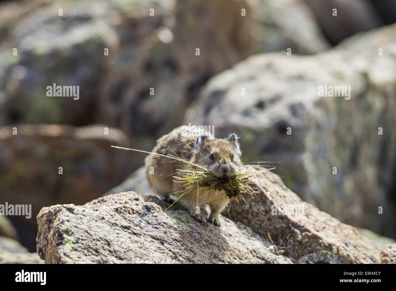 American pika food hi-res stock photography and images - Alamy