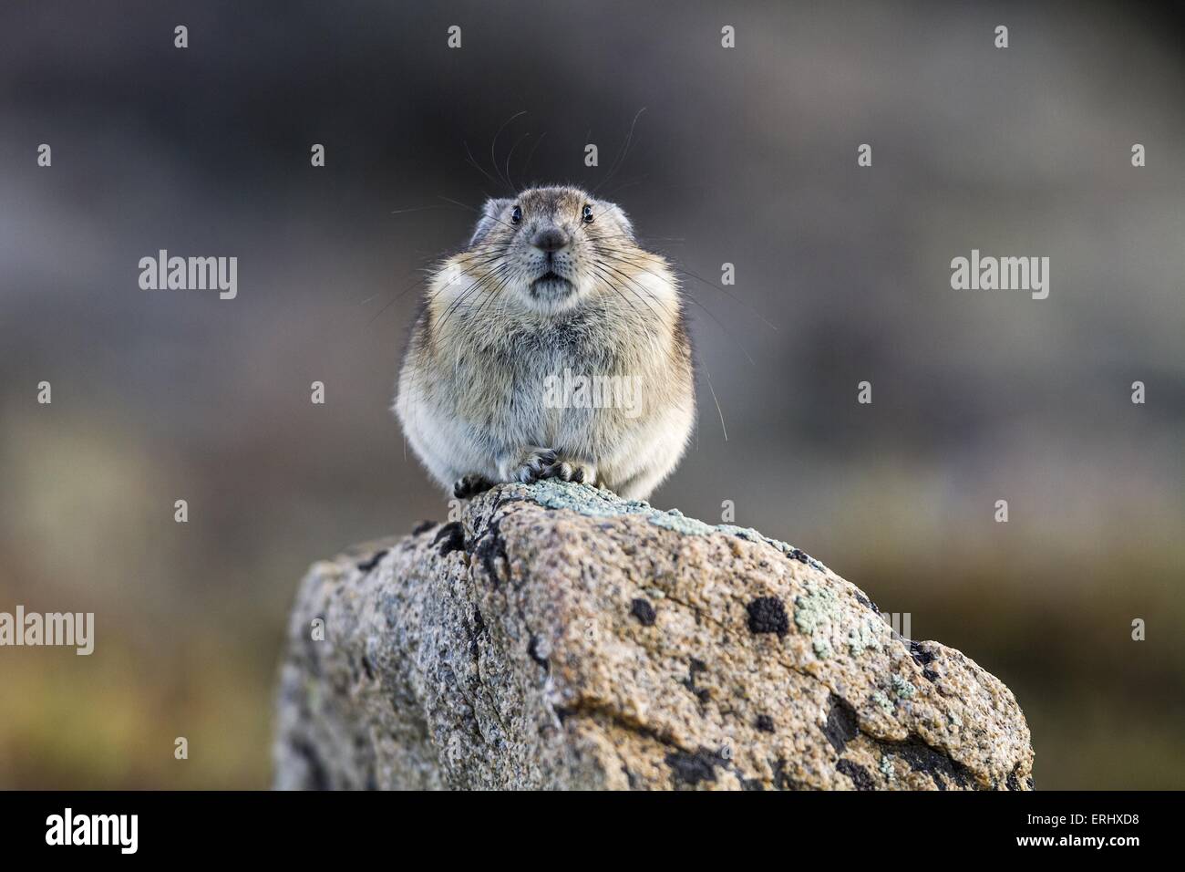 American pikas hi-res stock photography and images - Alamy