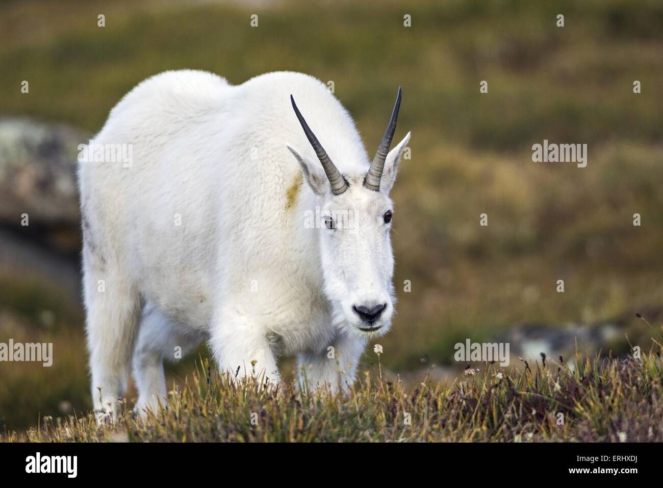 Rocky Mountain Goat Stock Photo - Alamy