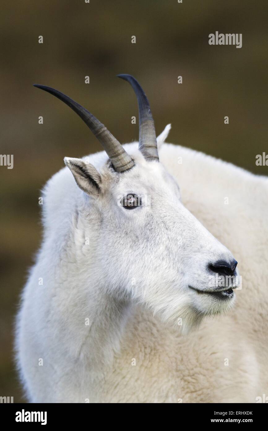 Rocky mountain goat hi-res stock photography and images - Alamy