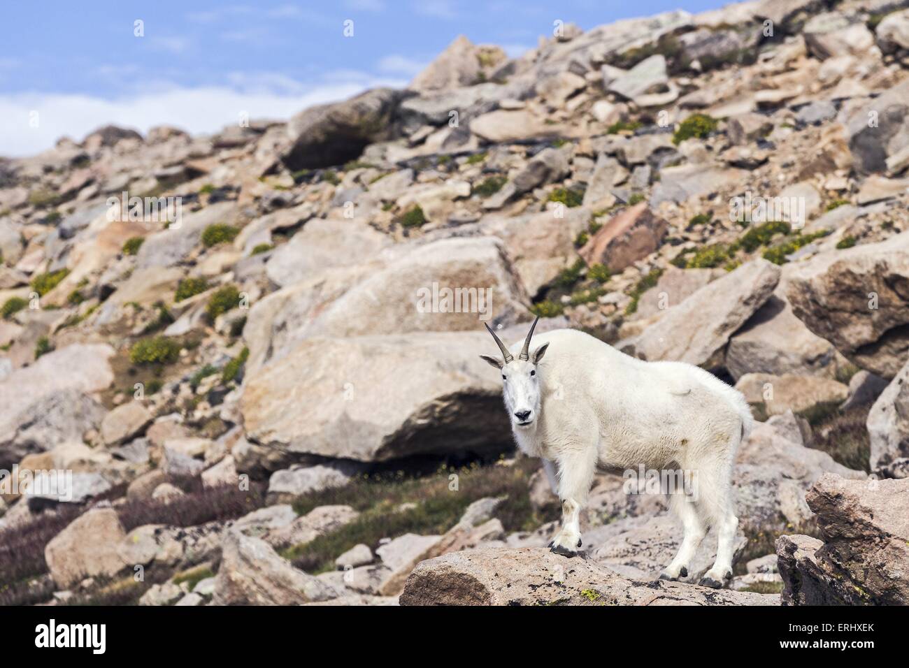 Rocky Mountain Goat Stock Photo - Alamy