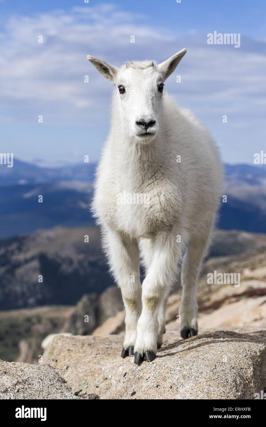 Rocky Mountain Goat Stock Photo - Alamy