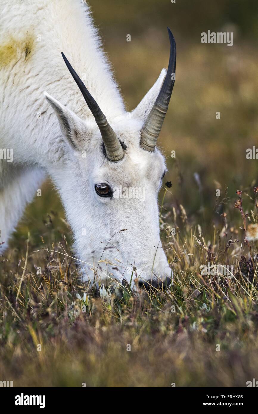 Portrait mountain goat eating hi-res stock photography and images - Alamy