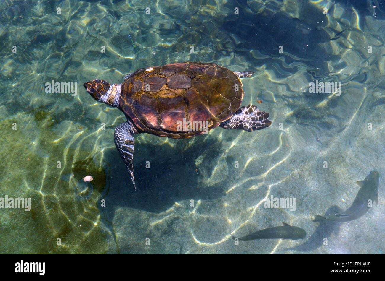 Turtle In Captivity High Resolution Stock Photography and Images - Alamy