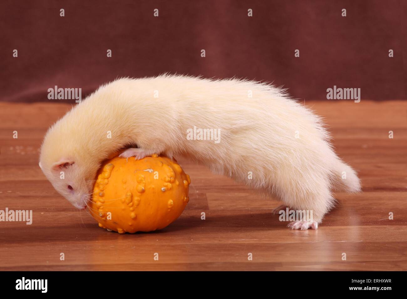 Ferret playing hi-res stock photography and images - Alamy