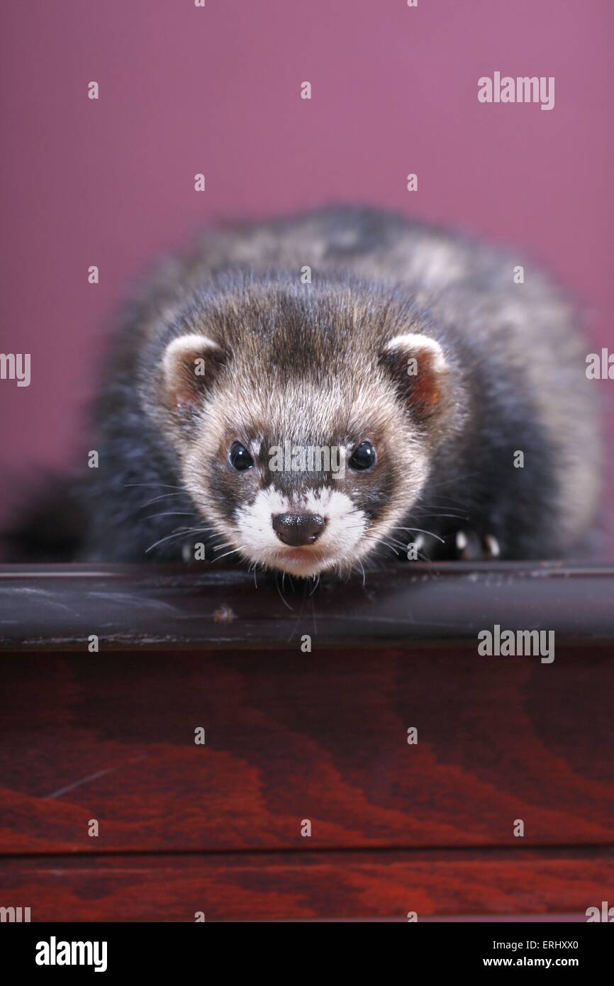 Ferrets hi-res stock photography and images - Alamy