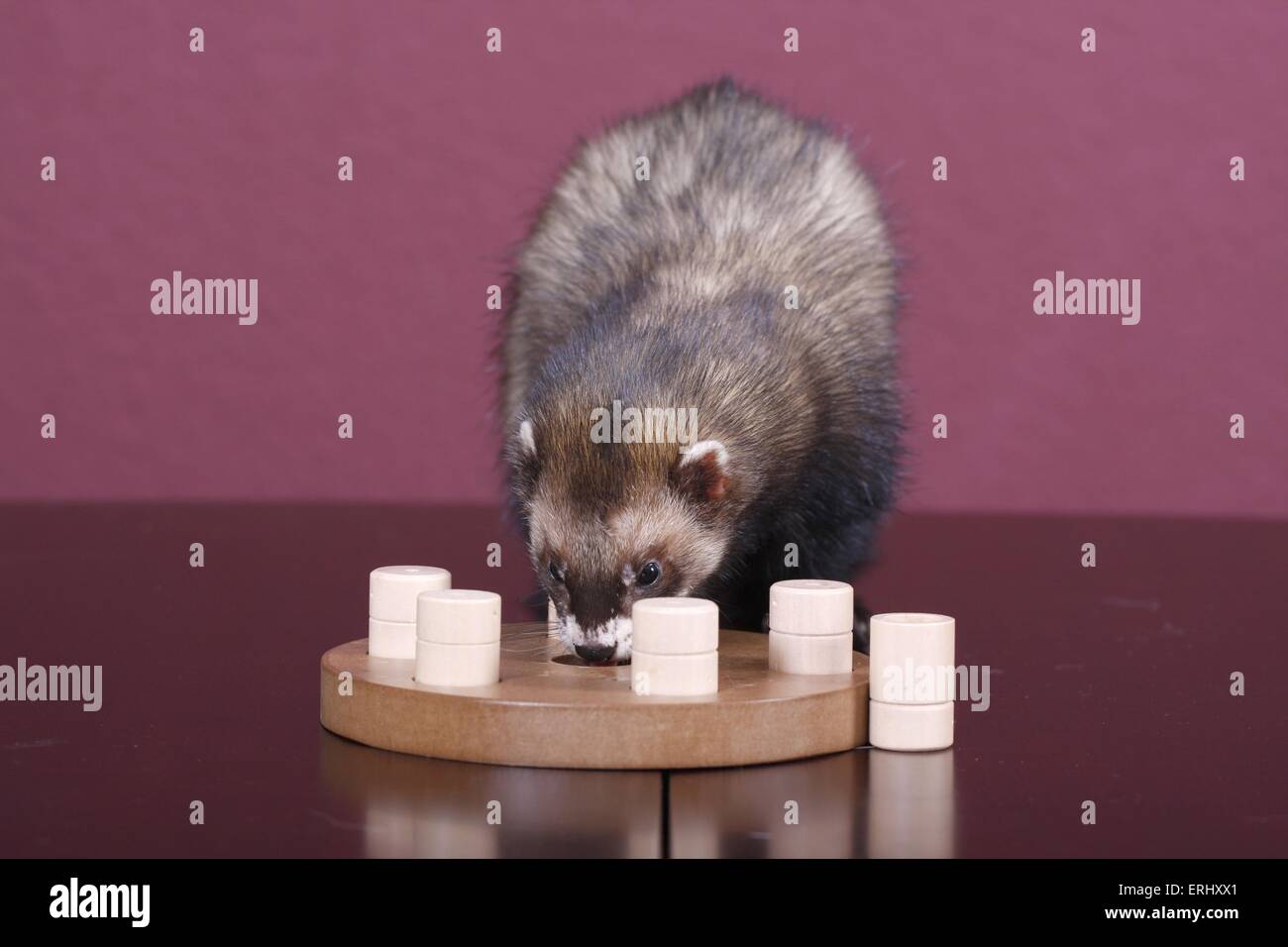 Ferrets play hi-res stock photography and images - Alamy