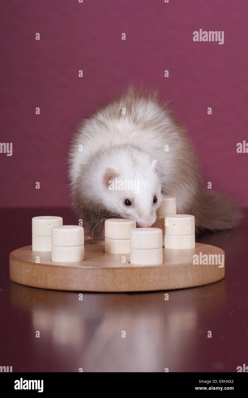 Ferret playing hi-res stock photography and images - Alamy