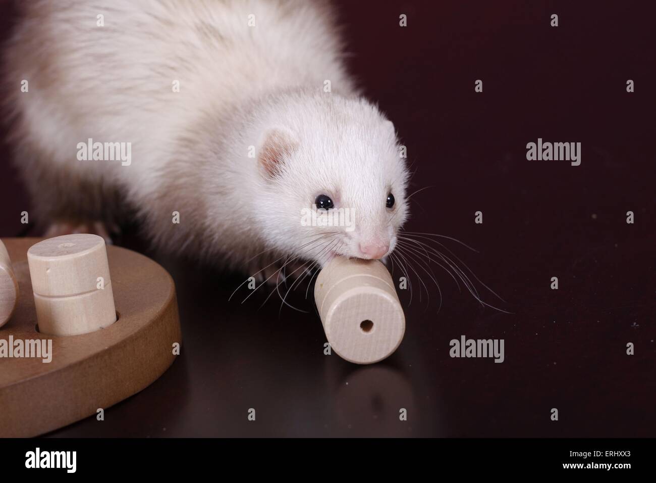 Ferrets play hi-res stock photography and images - Alamy