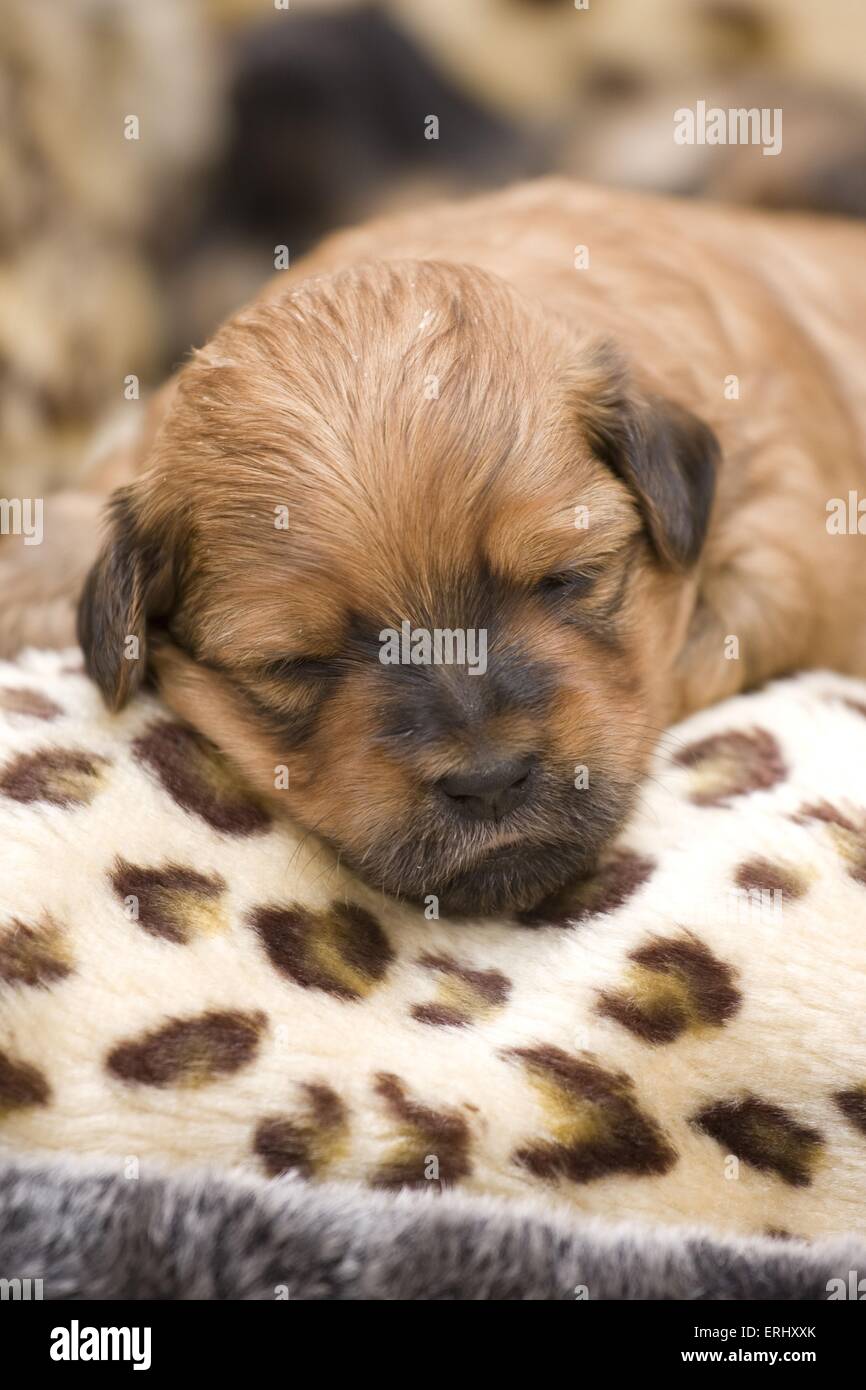 Bolonka zwetna puppy Stock Photo - Alamy