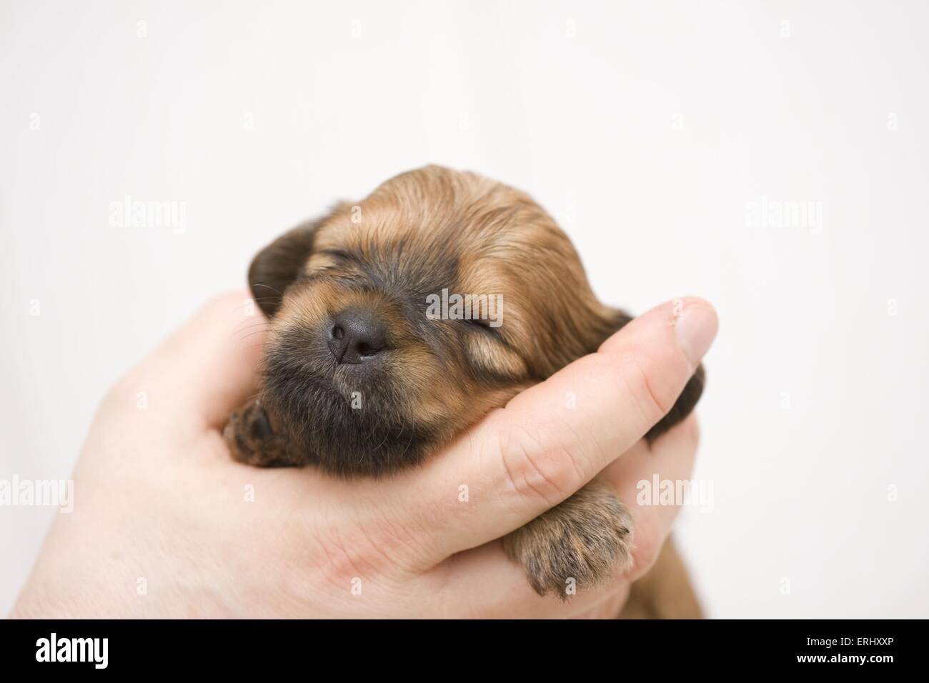 Bolonka zwetna puppy Stock Photo - Alamy