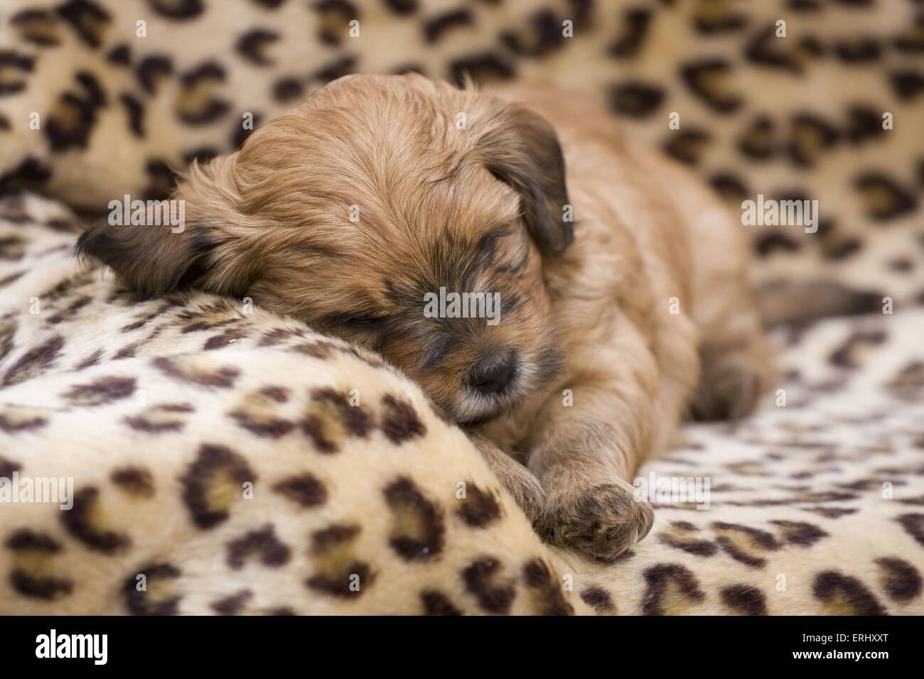 Bolonka zwetna puppy Stock Photo - Alamy