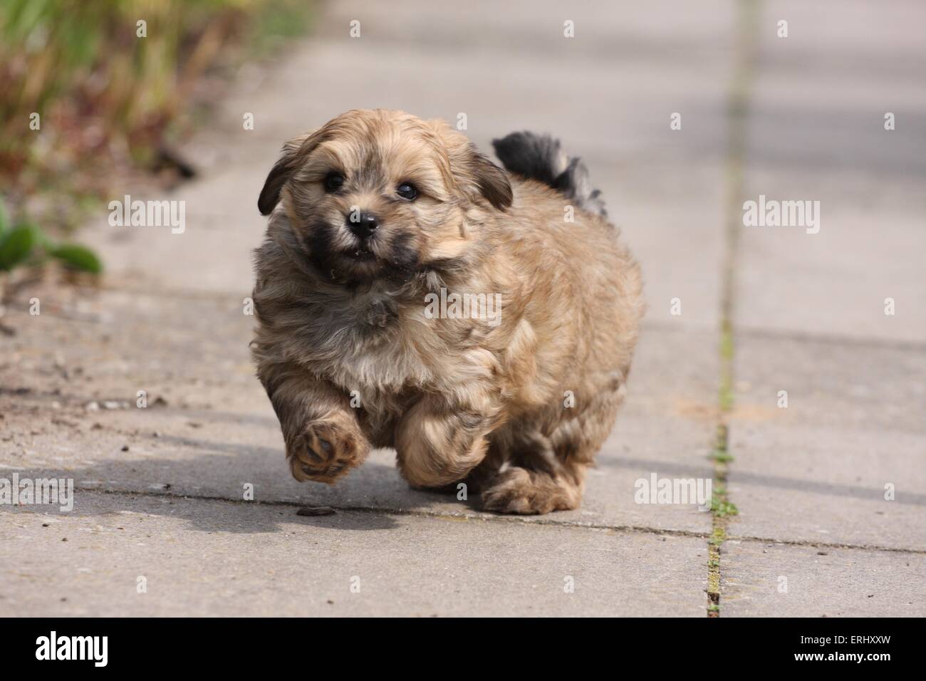 Bolonka zwetna puppy Stock Photo - Alamy