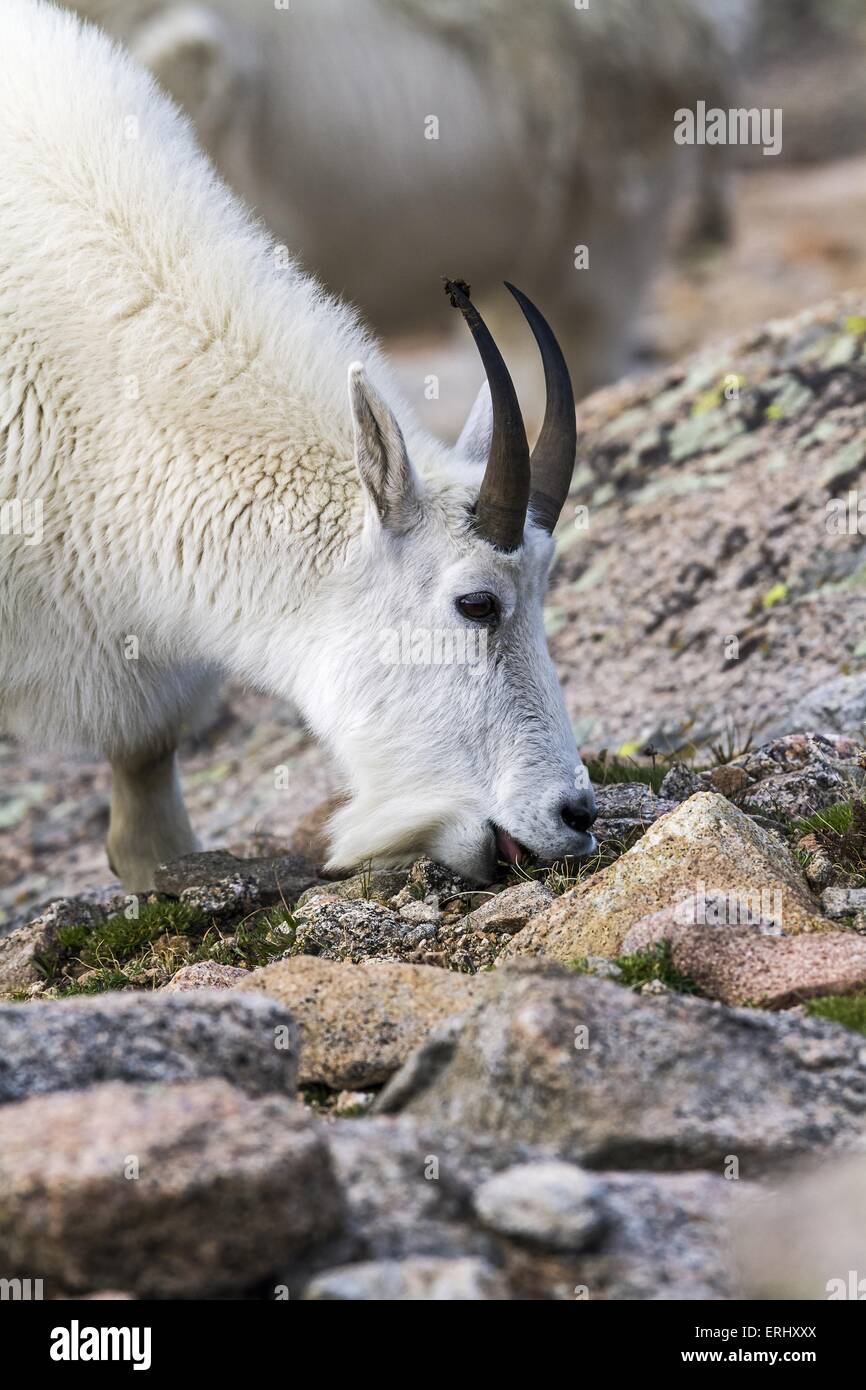 Rocky Mountain Goat Stock Photo - Alamy