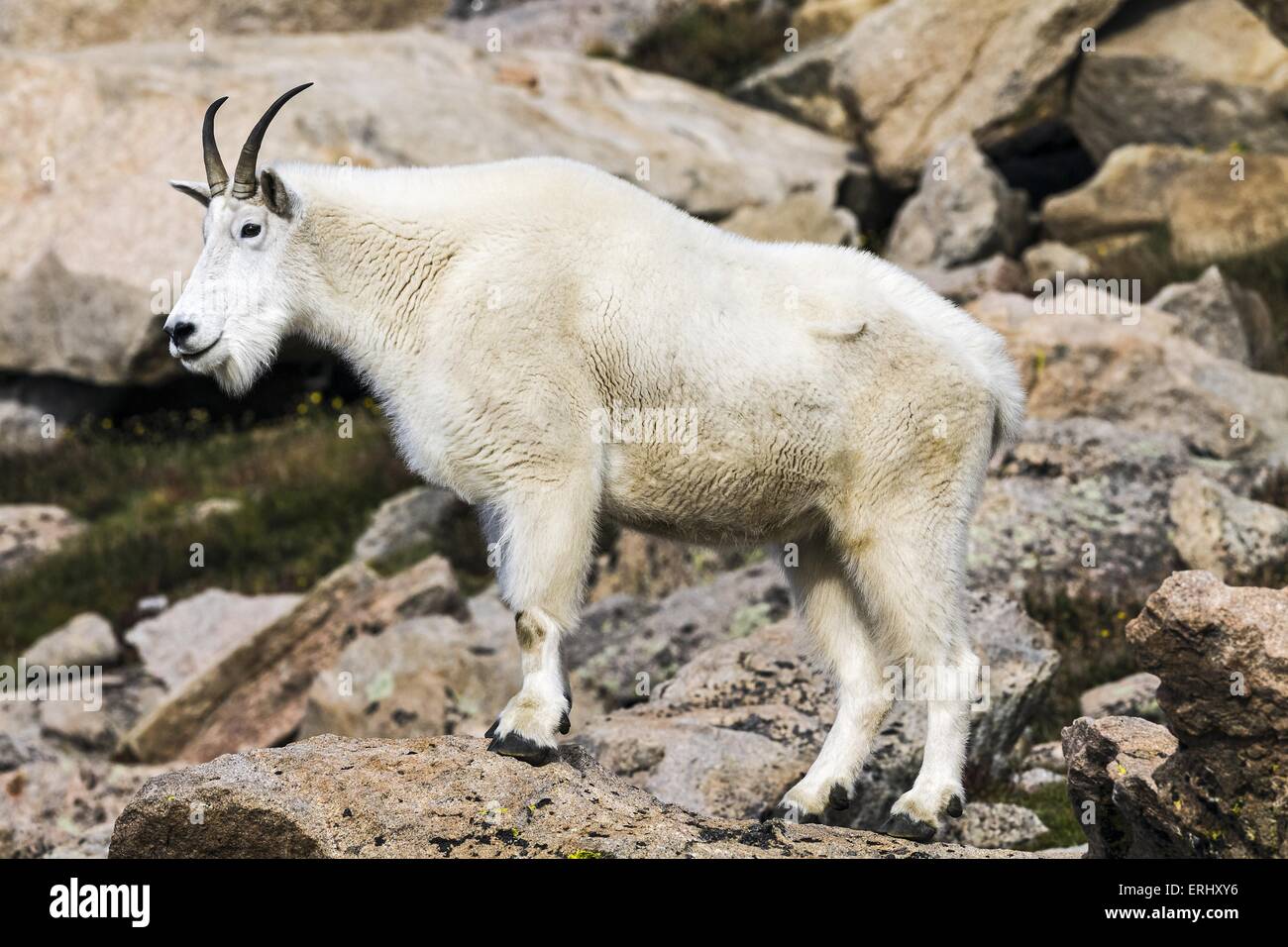 Rocky Mountain Goat Stock Photo - Alamy