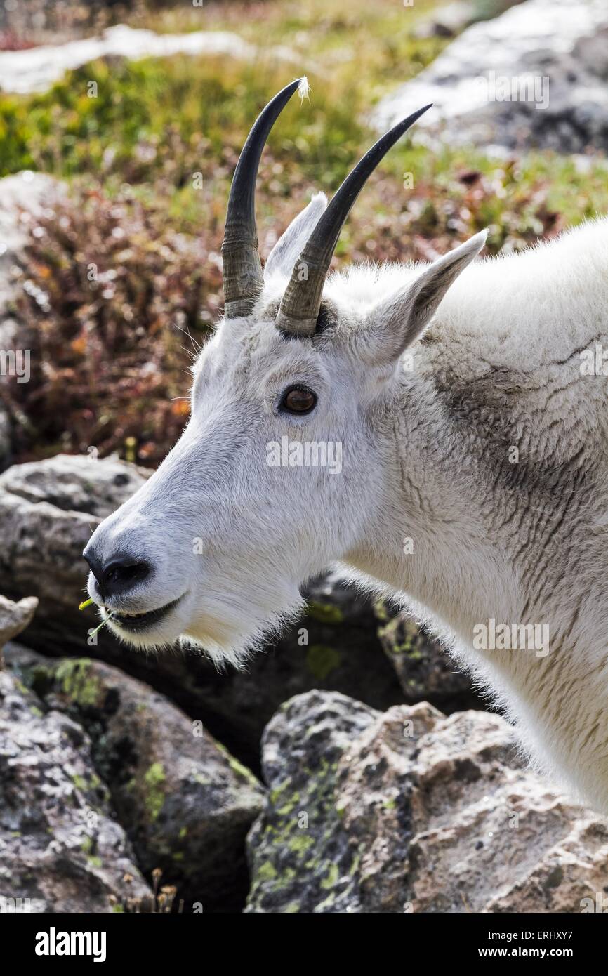 Rocky Mountain Goat Stock Photo - Alamy