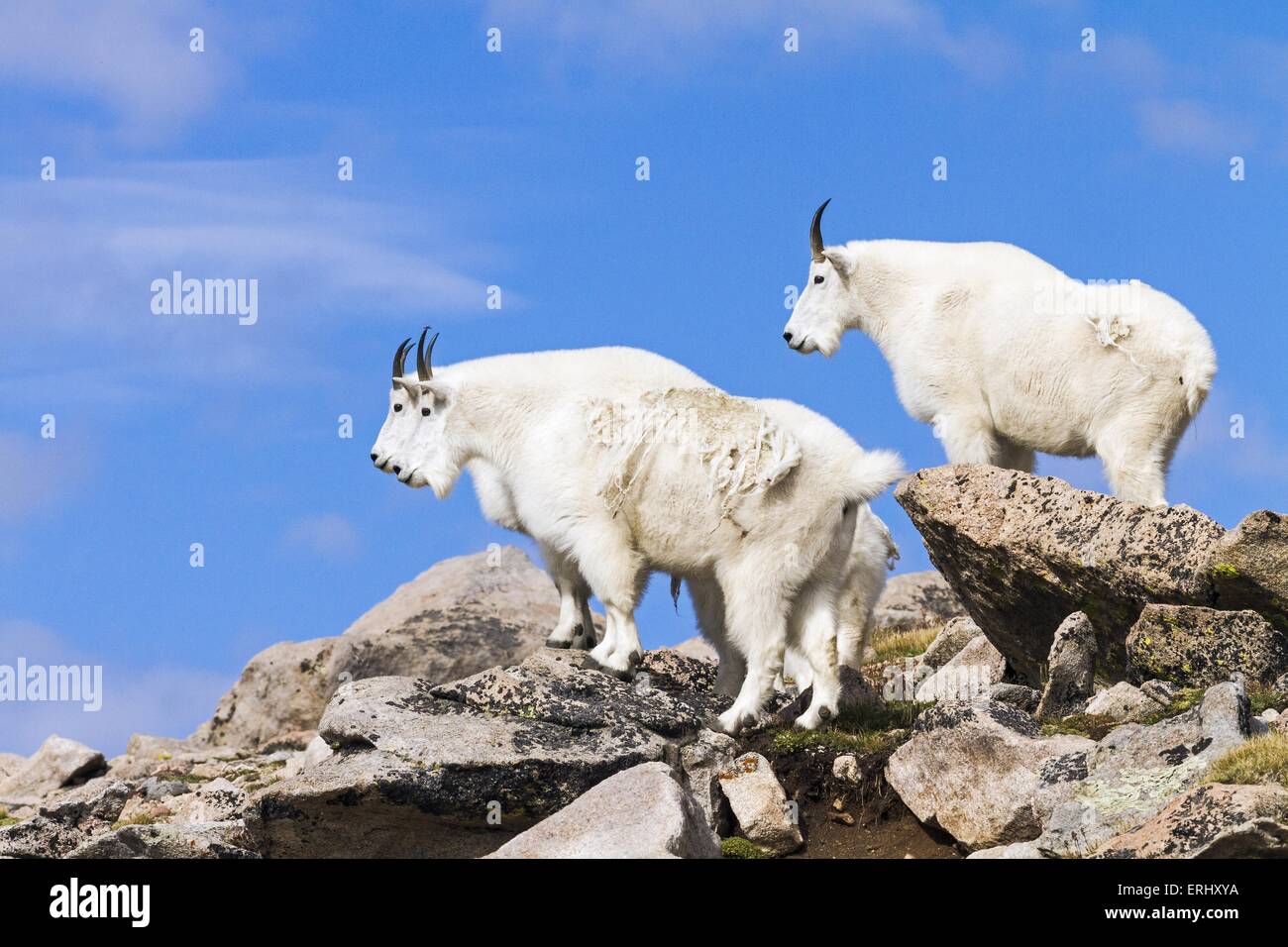 3 three goats hi-res stock photography and images - Alamy