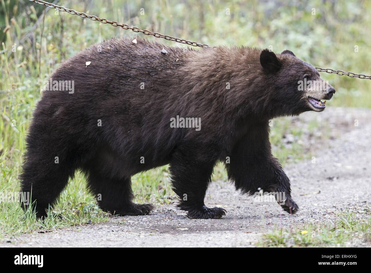 American black bear Stock Photo - Alamy