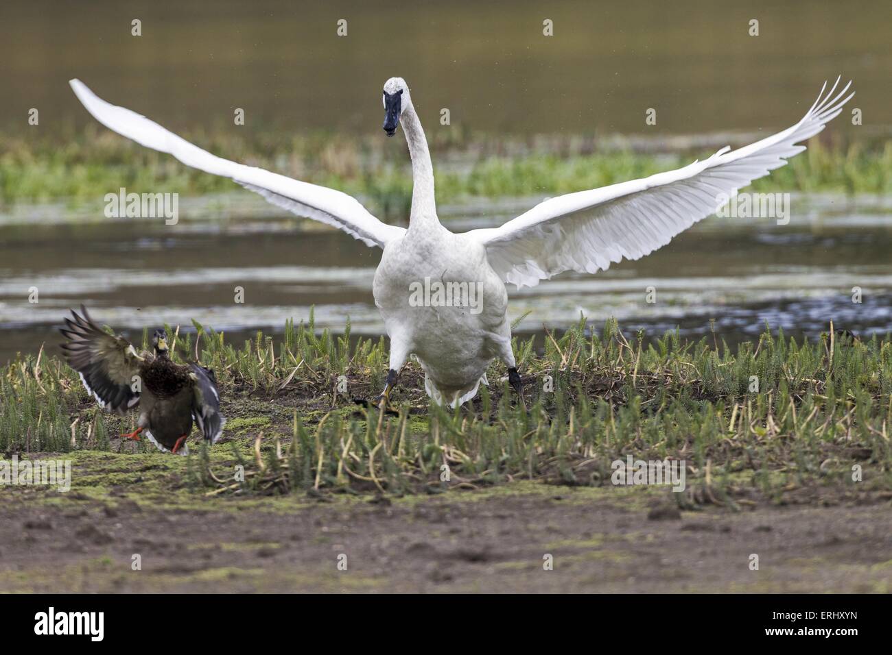 Two swans chasing hi-res stock photography and images - Alamy