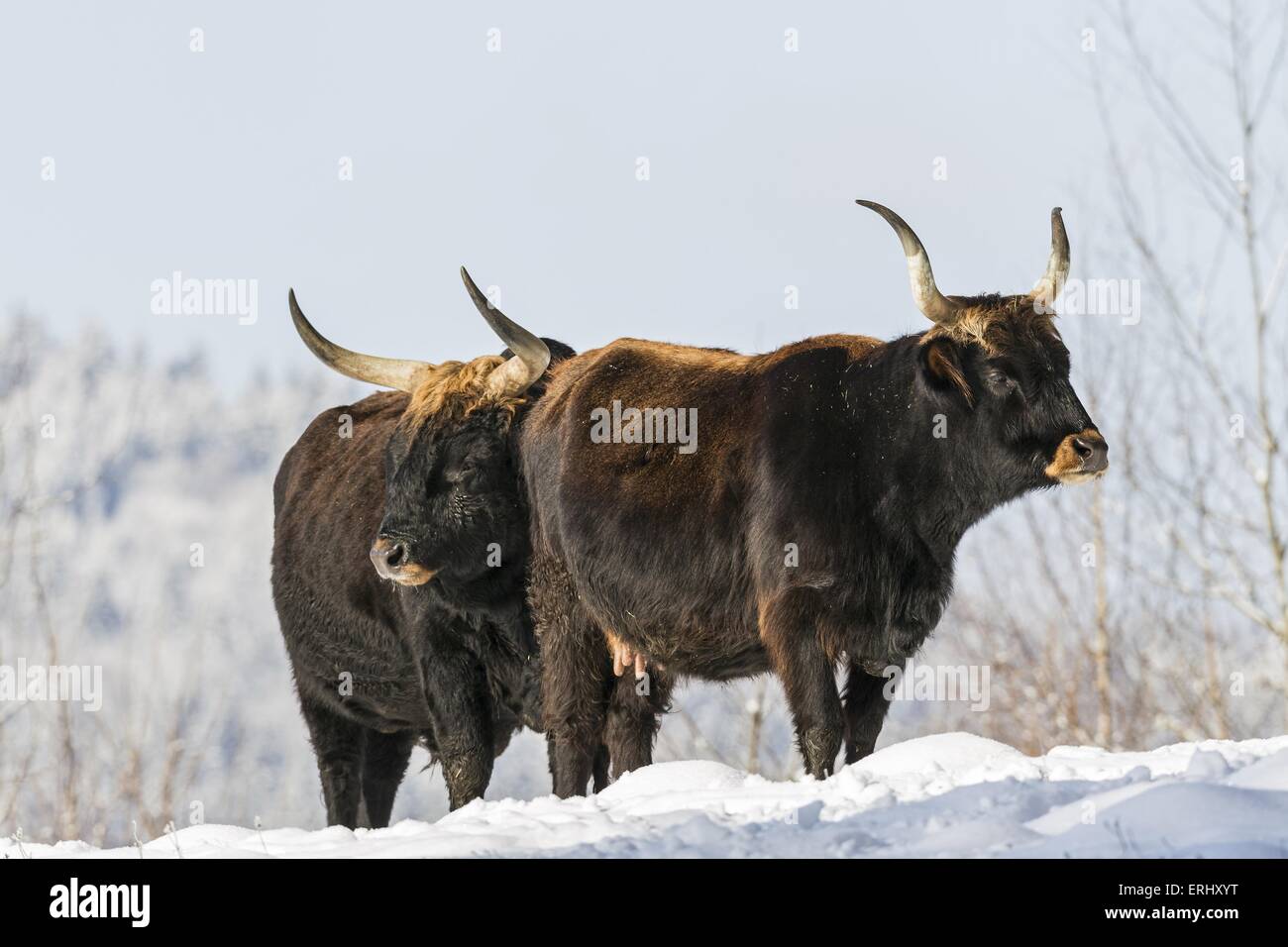 Animal heck hi-res stock photography and images - Alamy