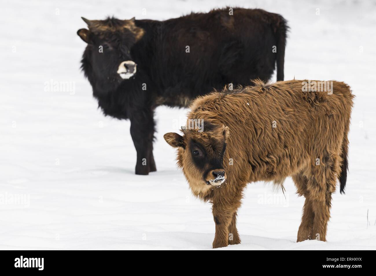 Heck cows hi-res stock photography and images - Alamy