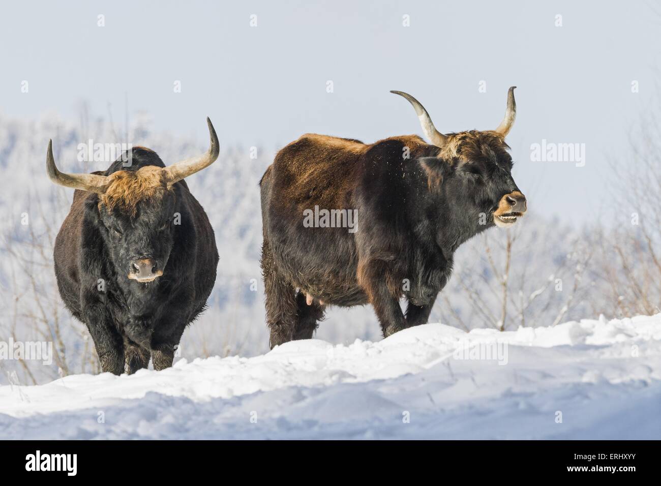 Heck cows hi-res stock photography and images - Alamy