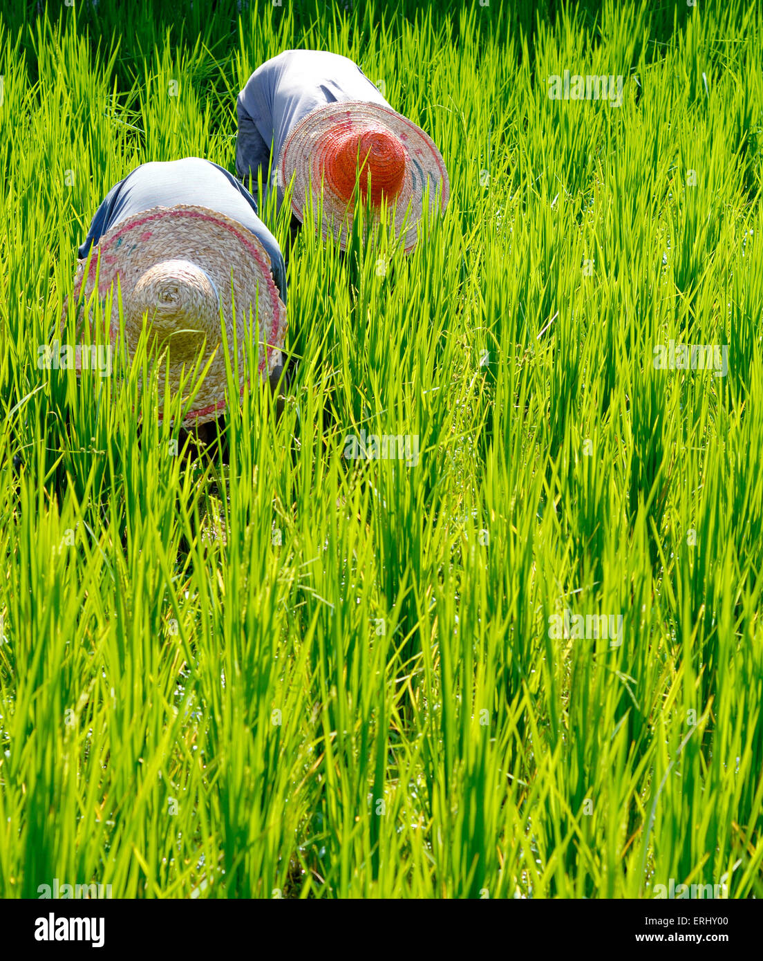 Rice farmers in Malaysia Stock Photo - Alamy