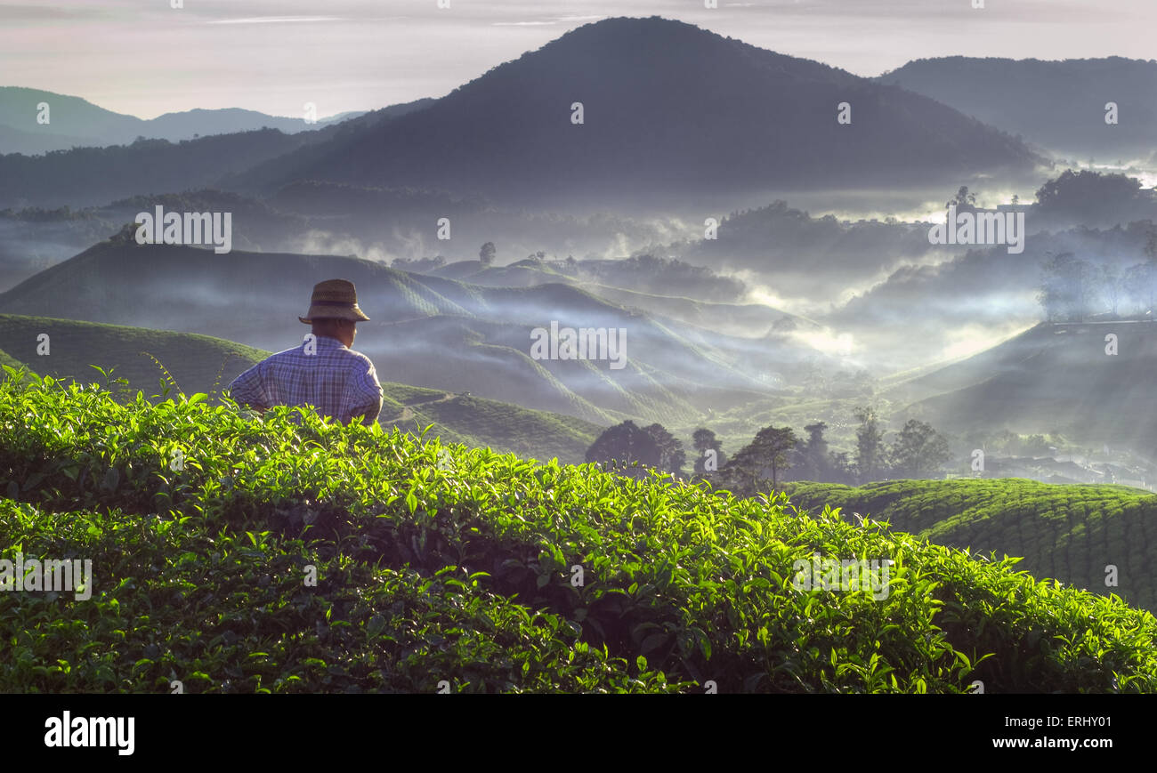 Farmer at tea plantation in Malaysia Stock Photo - Alamy