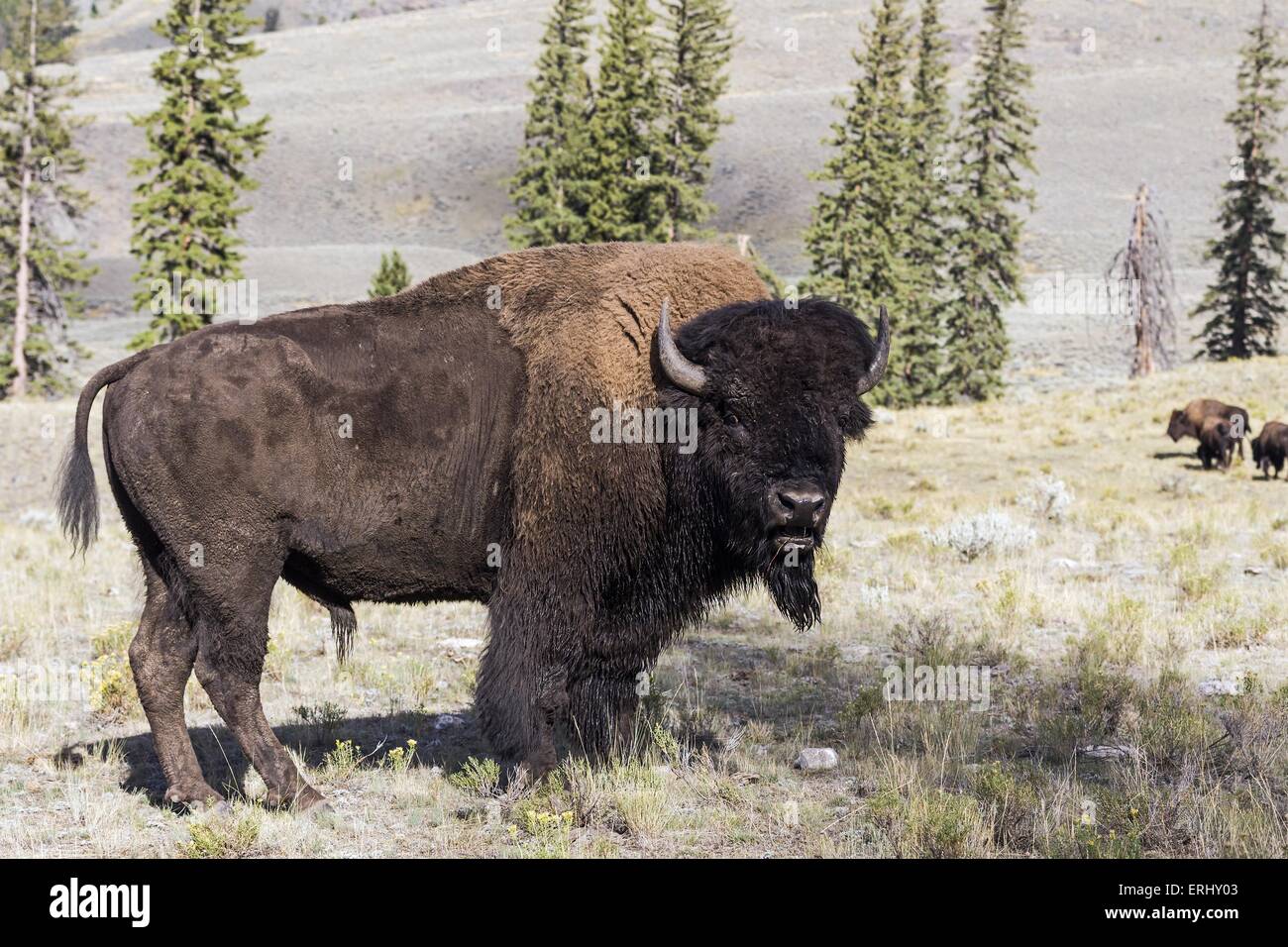 Side View Bison American Buffalo High Resolution Stock Photography and ...