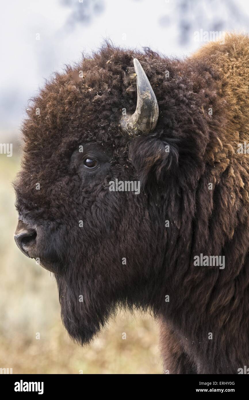 Buffalo Head High Resolution Stock Photography and Images - Alamy