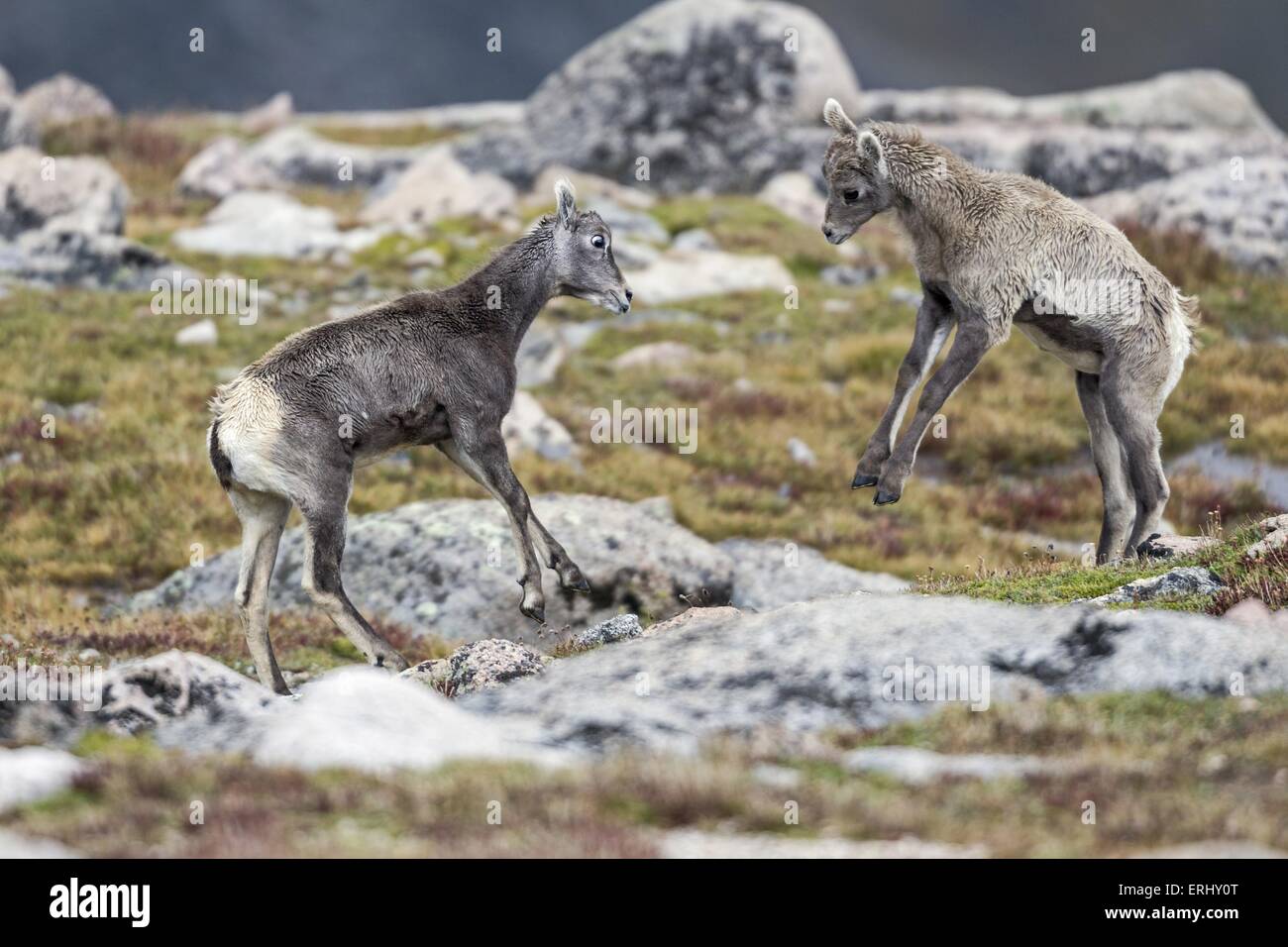 The sheeps jump hi-res stock photography and images - Alamy