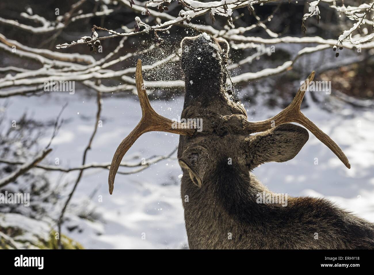 Moose eating twig hi-res stock photography and images - Alamy