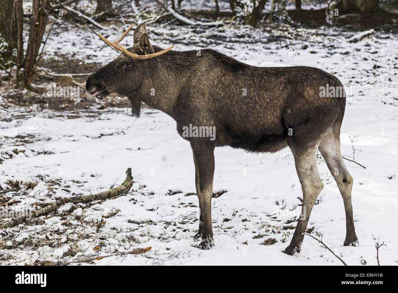 Side profile of a moose hi-res stock photography and images - Alamy
