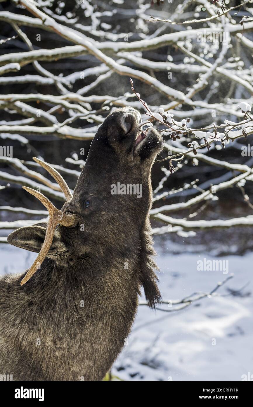 Moose eating branch hi-res stock photography and images - Alamy