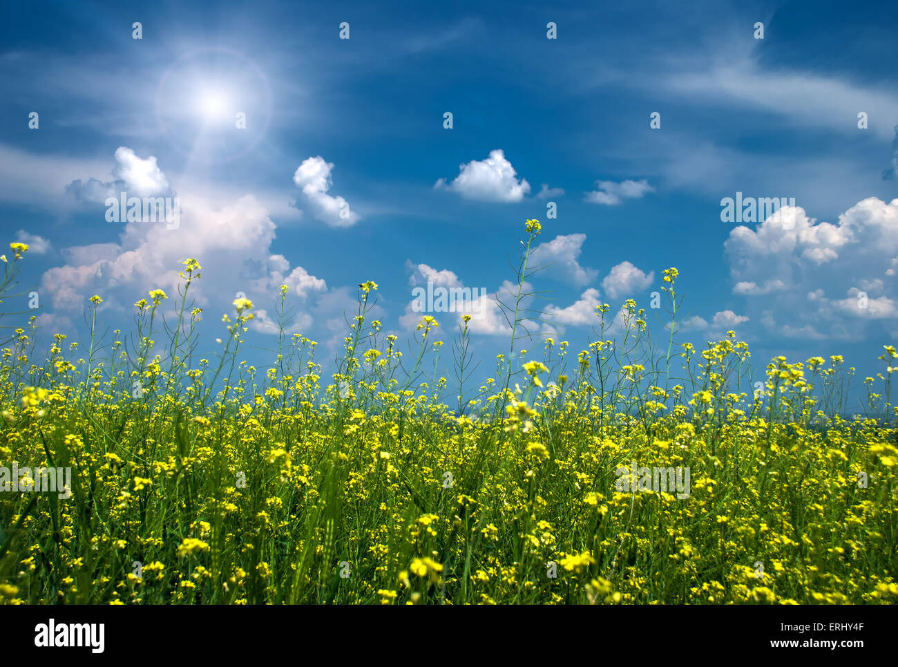 bright yellow flower field with sunny sky Stock Photo - Alamy
