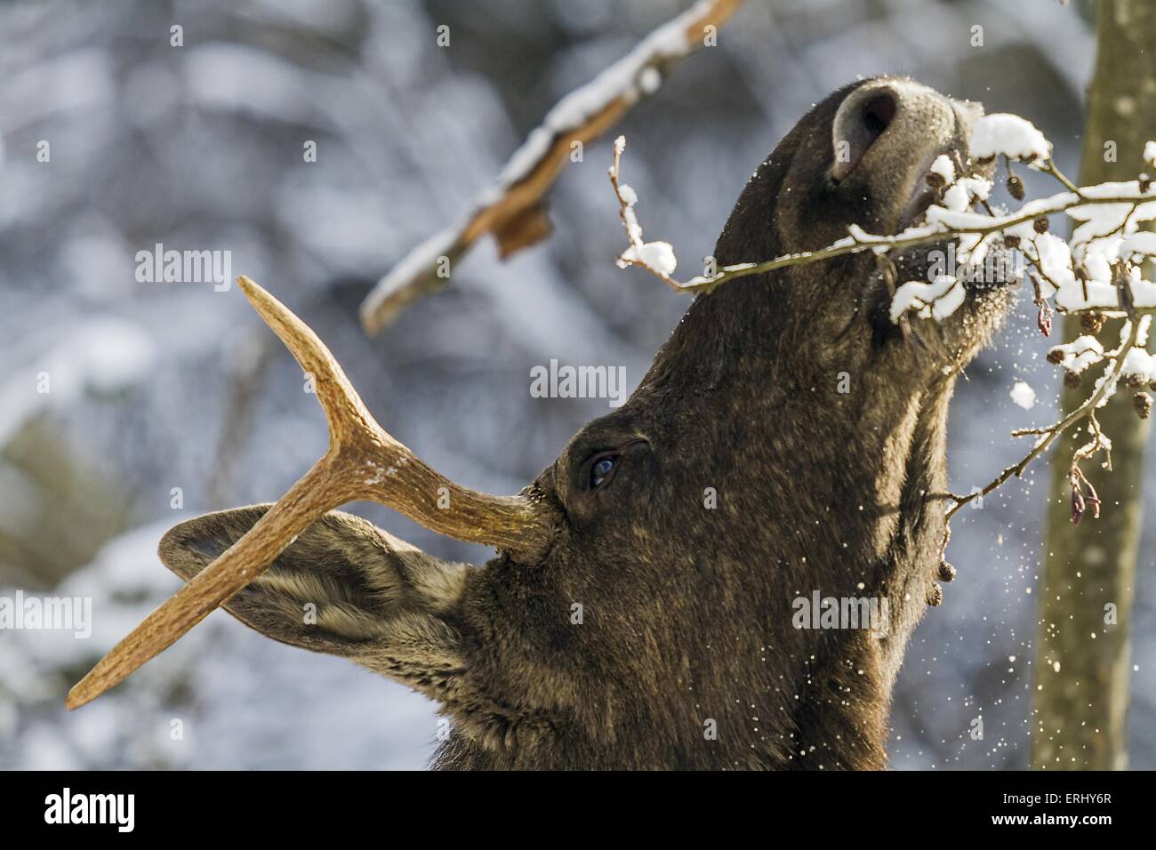 Moose eating twig hi-res stock photography and images - Alamy