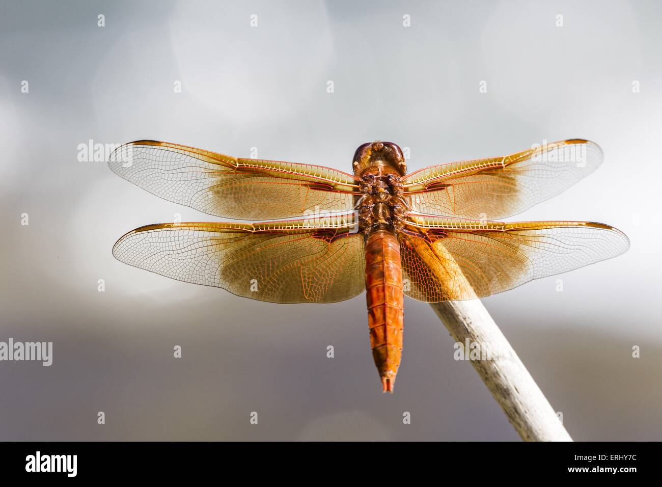 Dragonfly from above hi-res stock photography and images - Alamy