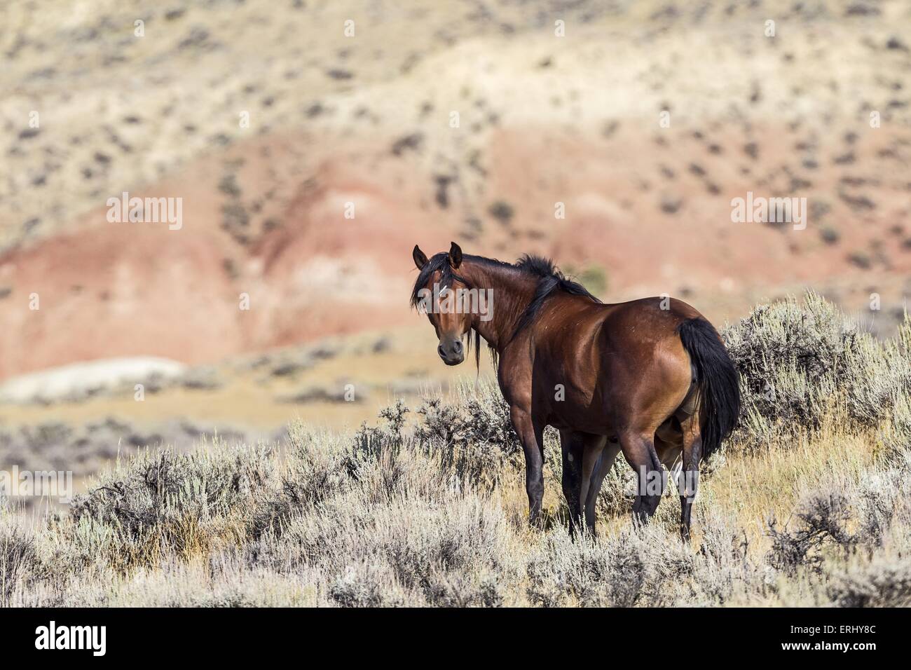 Rear view mustang hi-res stock photography and images - Alamy