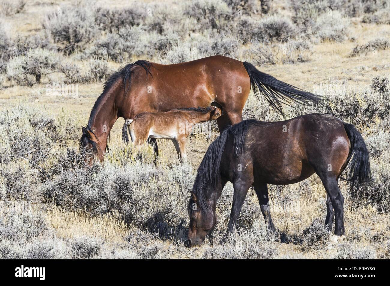 Mustangs feeding hi-res stock photography and images - Alamy