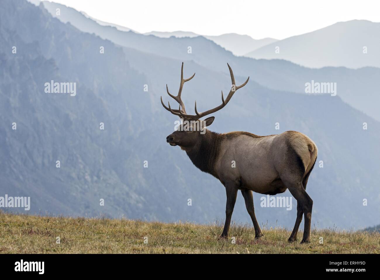 Elks fog mist hi-res stock photography and images - Alamy