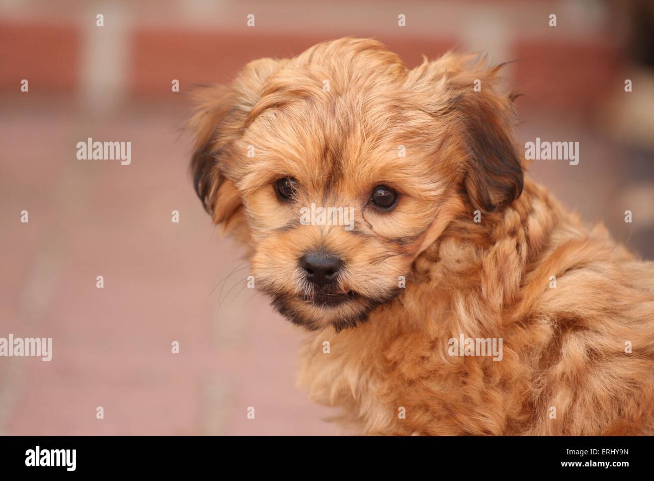 Bolonka zwetna puppy Stock Photo - Alamy
