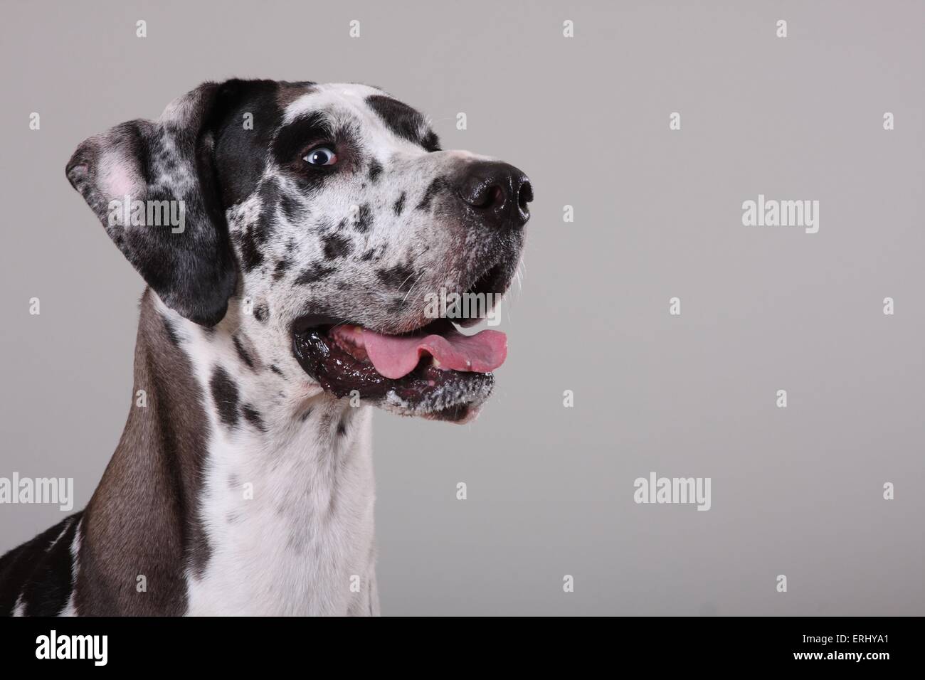 Great Dane Portrait Stock Photo - Alamy