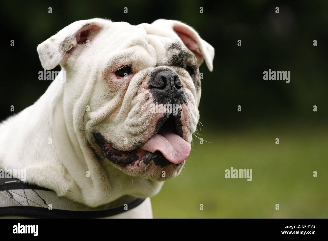 English Bulldog Portrait Stock Photo - Alamy