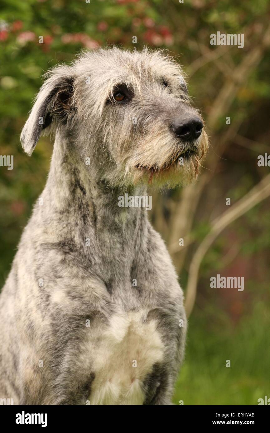 Irish Wolfhound Portrait Stock Photo - Alamy