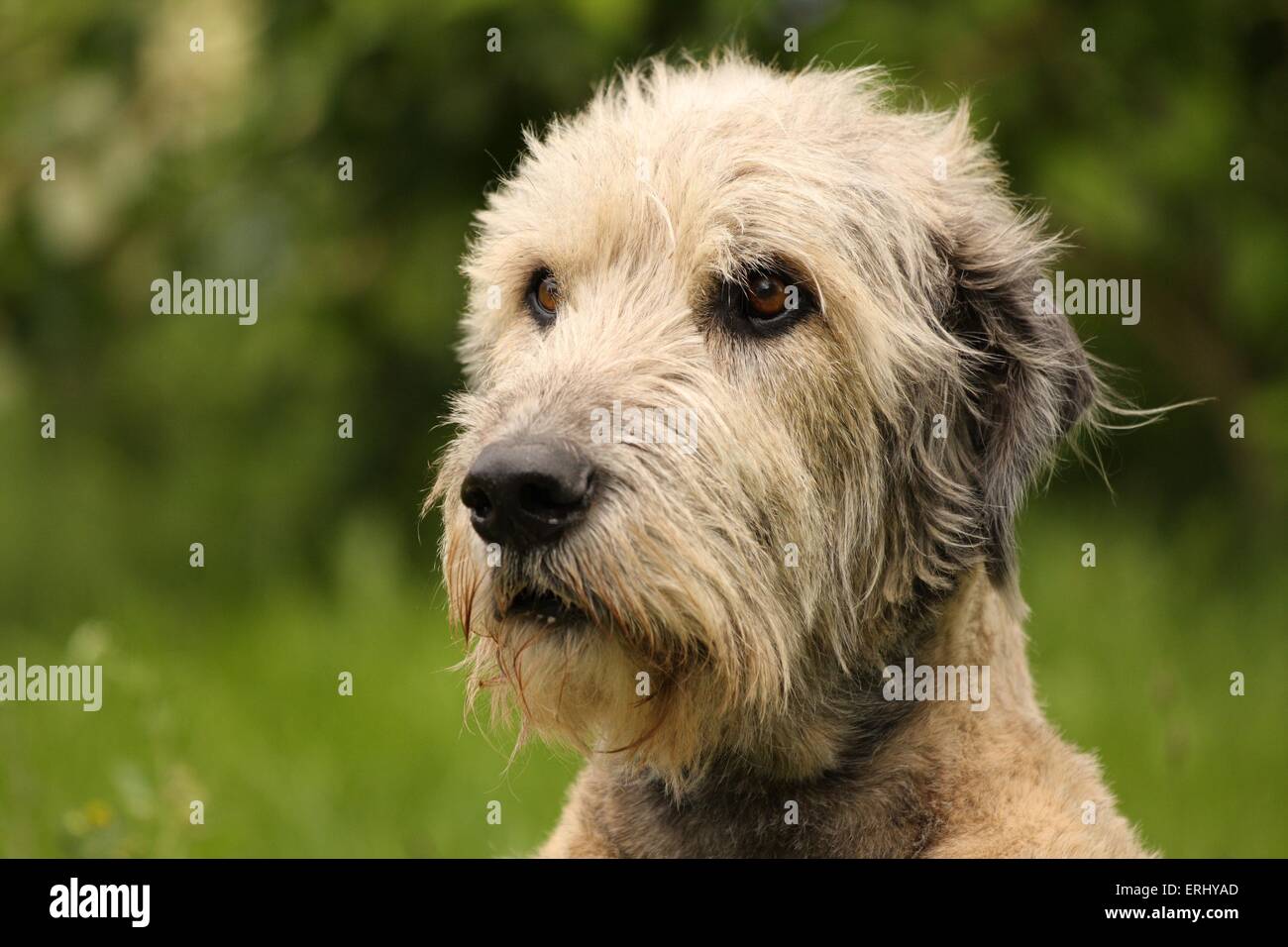 Irish Wolfhound Portrait Stock Photo - Alamy
