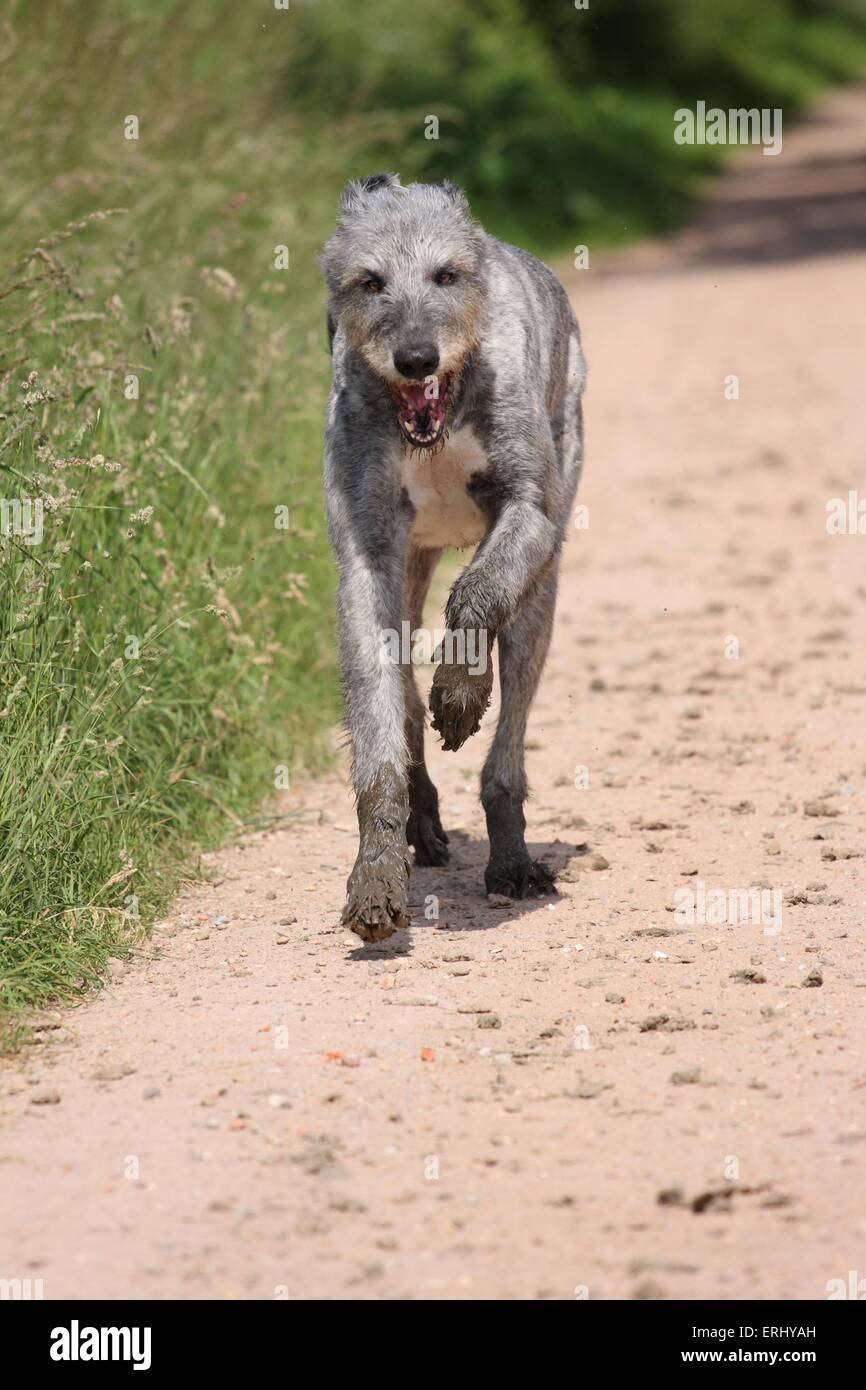 running Irish Wolfhound Stock Photo - Alamy