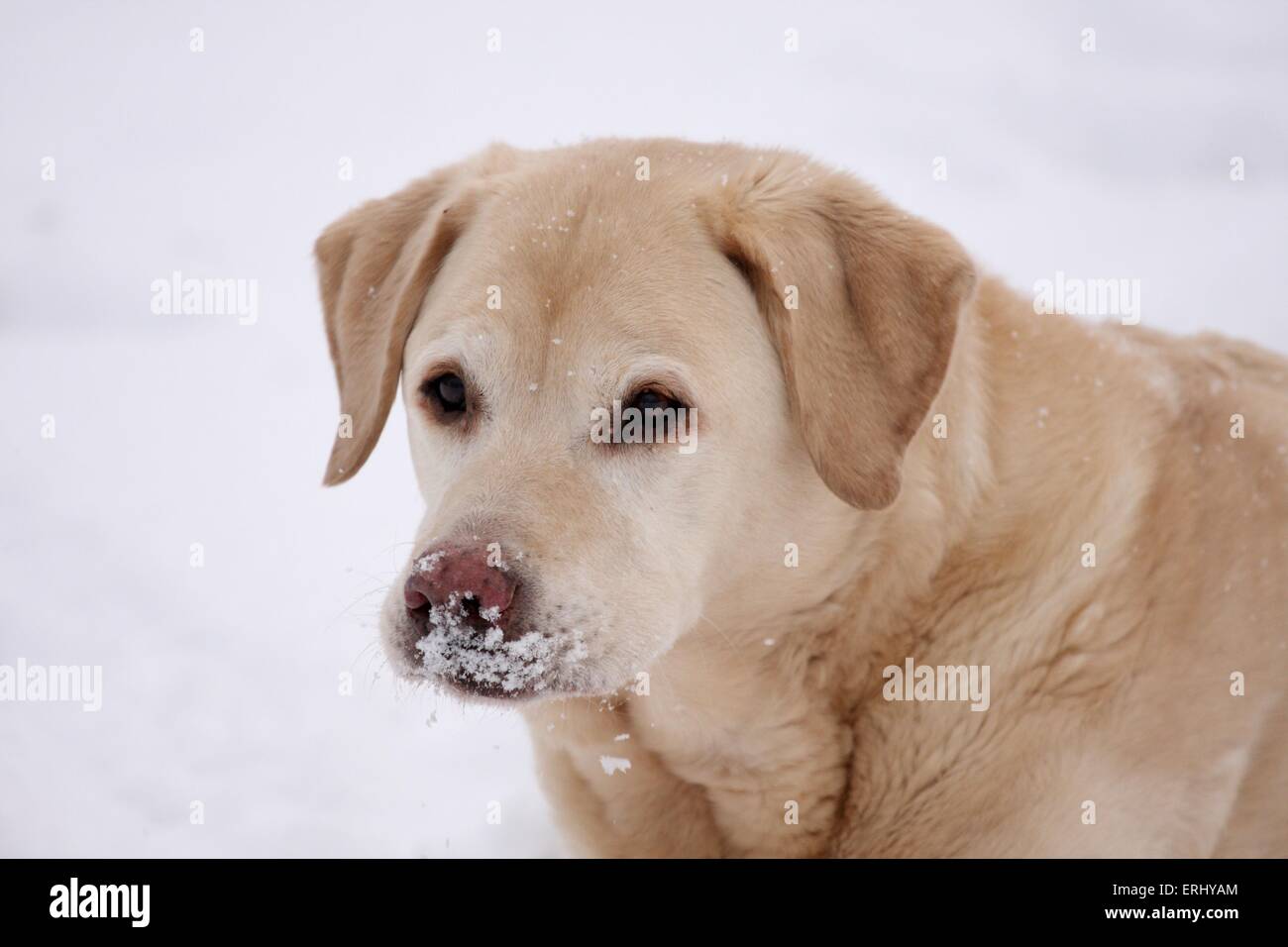 Labrador Retriever Portrait Stock Photo - Alamy